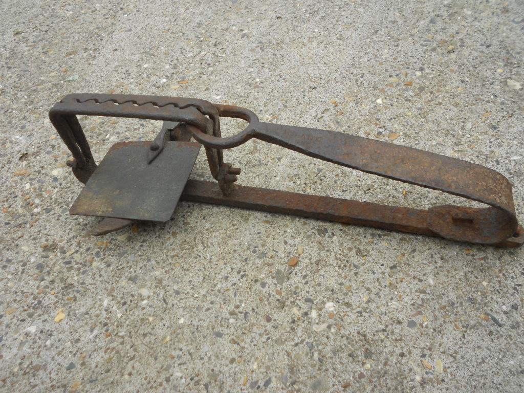 Gin Trap | H Lanes 5" jawed gin trapVintage Traps